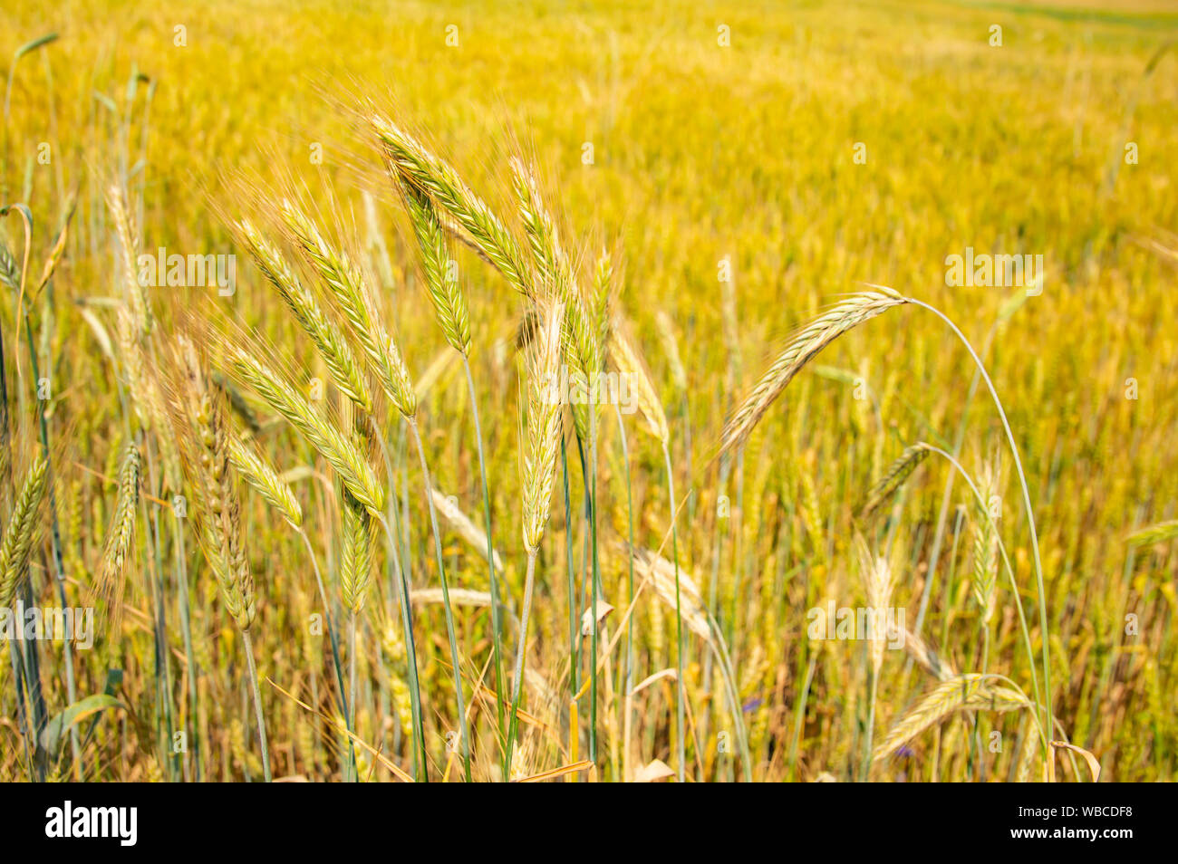 Natural landscape - the horizon of a wheat field. Background Stock ...