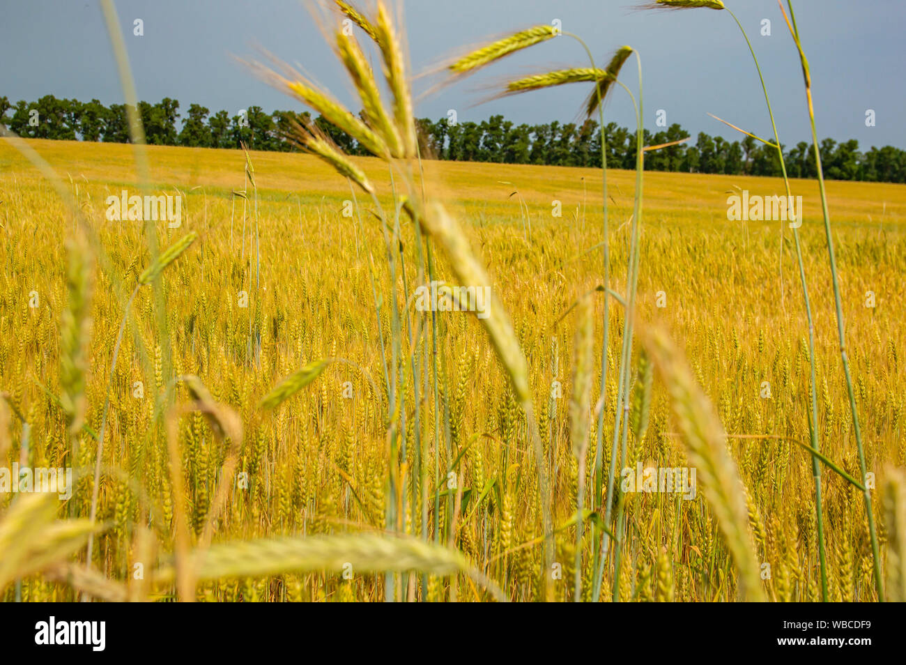 Natural landscape - the horizon of a wheat field. Background Stock ...