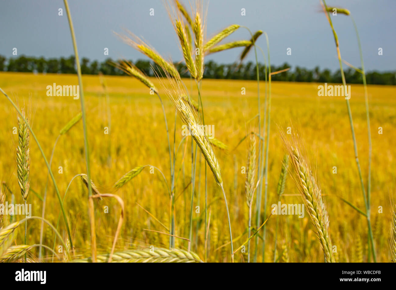 Natural landscape - the horizon of a wheat field. Background Stock ...