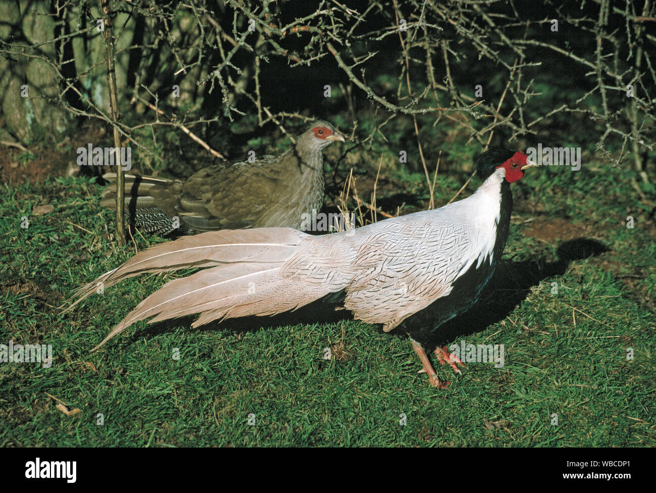 Male and female pheasants hi-res stock photography and images - Alamy
