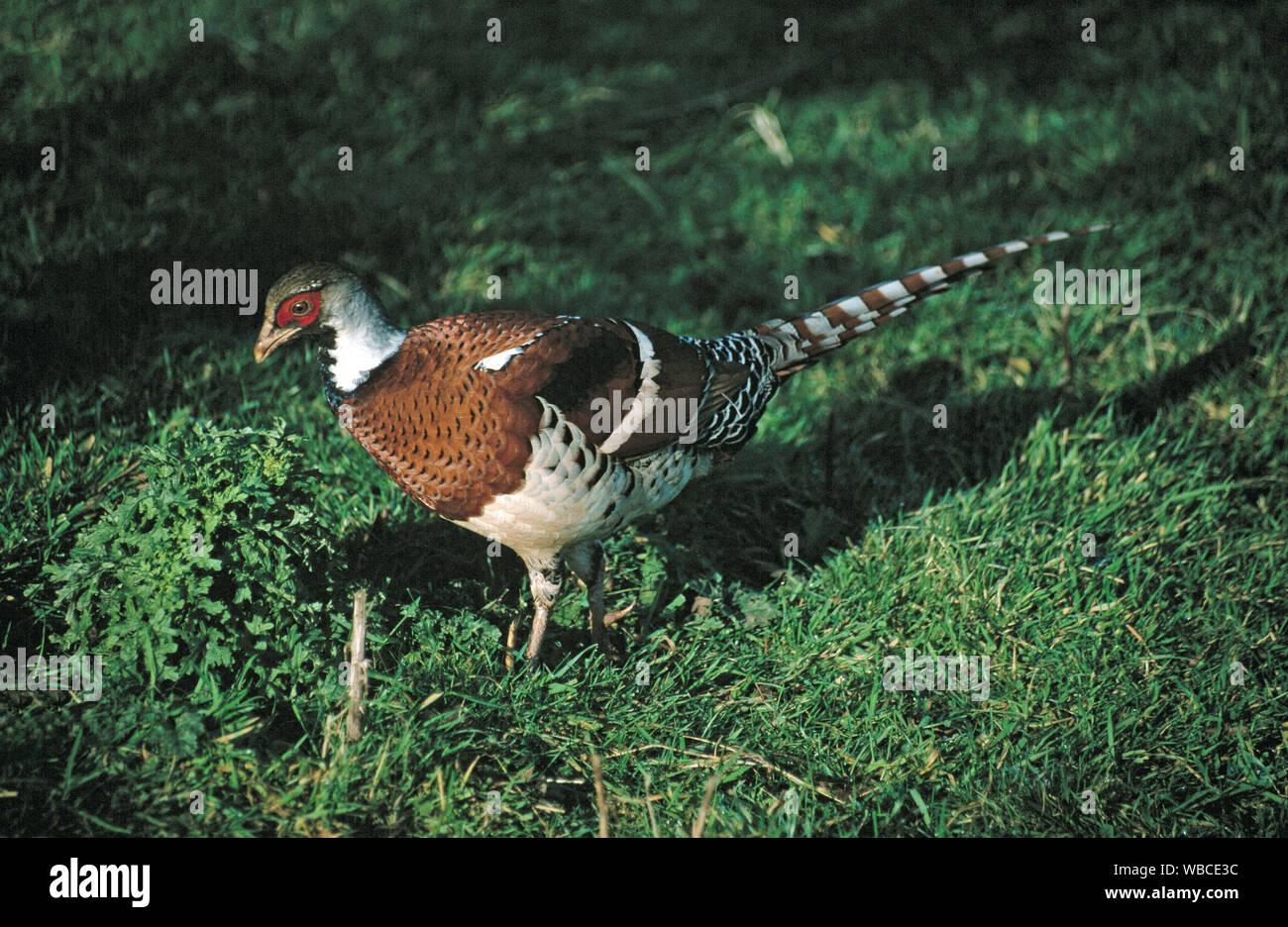 ELLIOT'S PHEASANT (Syrmaticus ellioti). Male Endangered species ...
