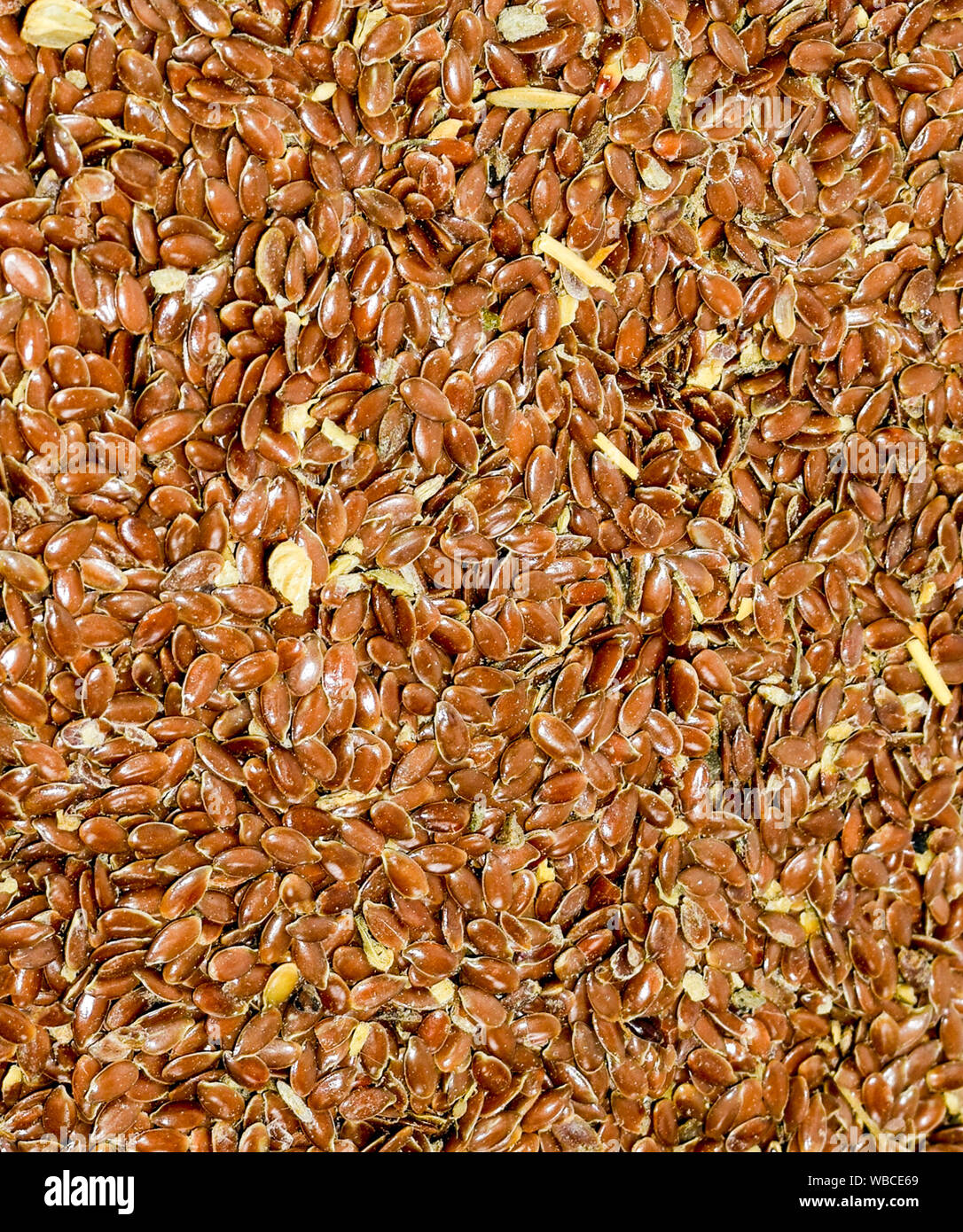 Flax seeds. Storage of flax seeds. Flax, essential oil culture. A ...
