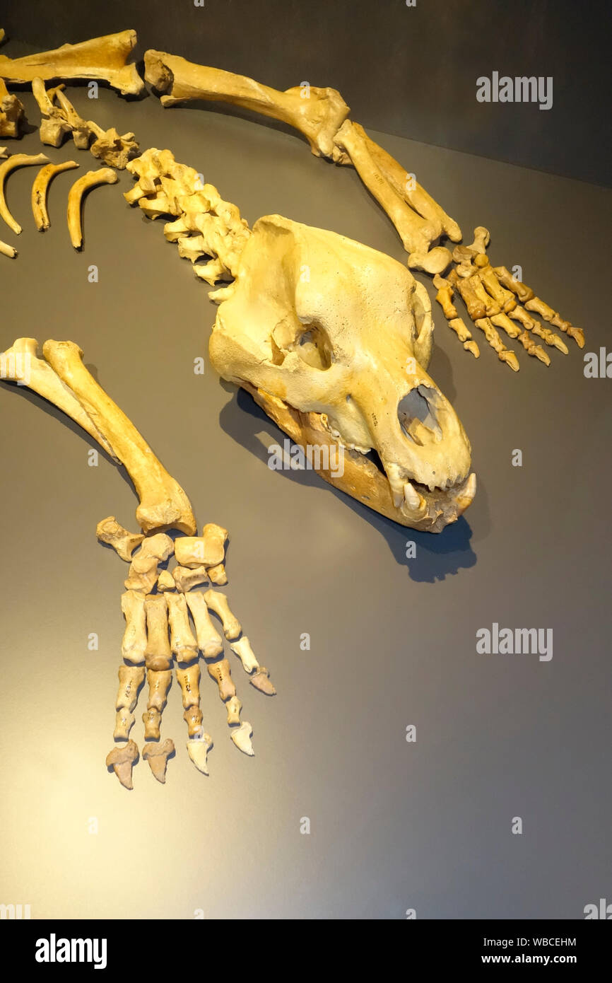 Bear skeleton hi-res stock photography and images - Alamy