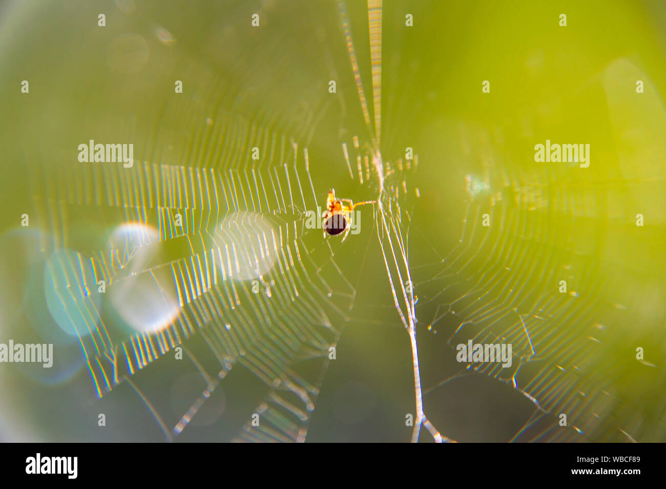 Spider web under the sun rays - macro photo. Background Stock Photo - Alamy