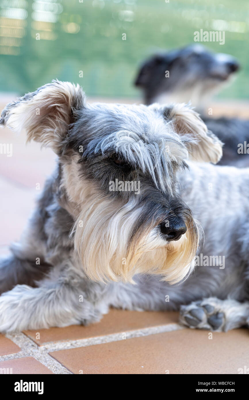 A portrait of a black greyhound and grey miniature schnauzer resting in ...