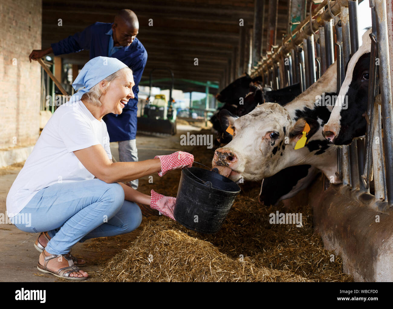 Happy milk cow calves hi-res stock photography and images - Alamy