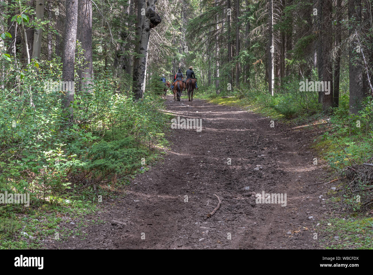 A Small Group of People on a Trail Ride in Banff, Canada Stock Photo ...