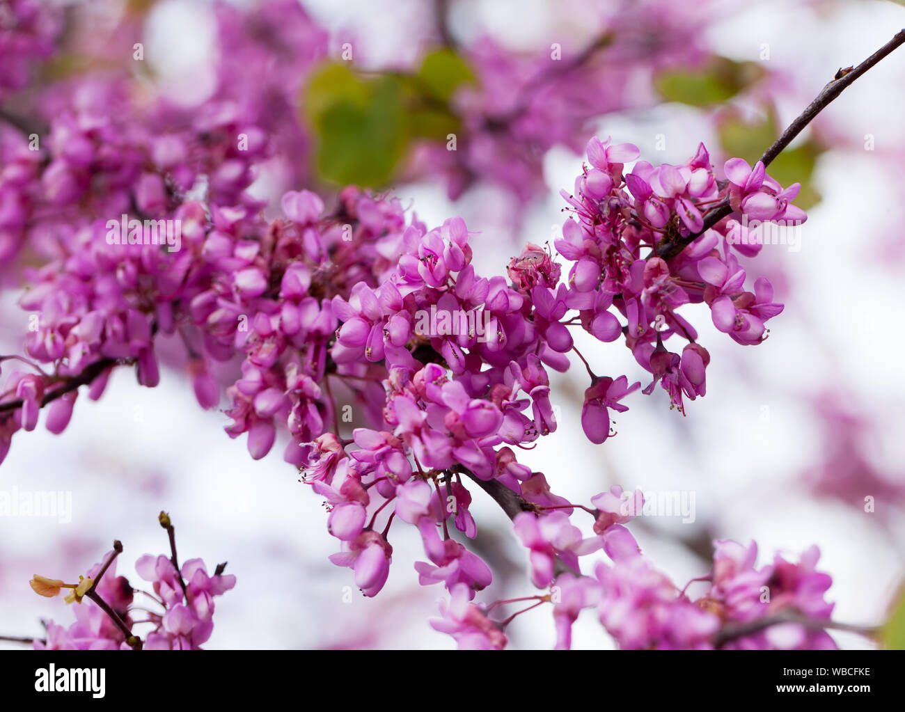 Blossoming Cercis siliquastrum (Judas tree) in rich purple color Stock ...