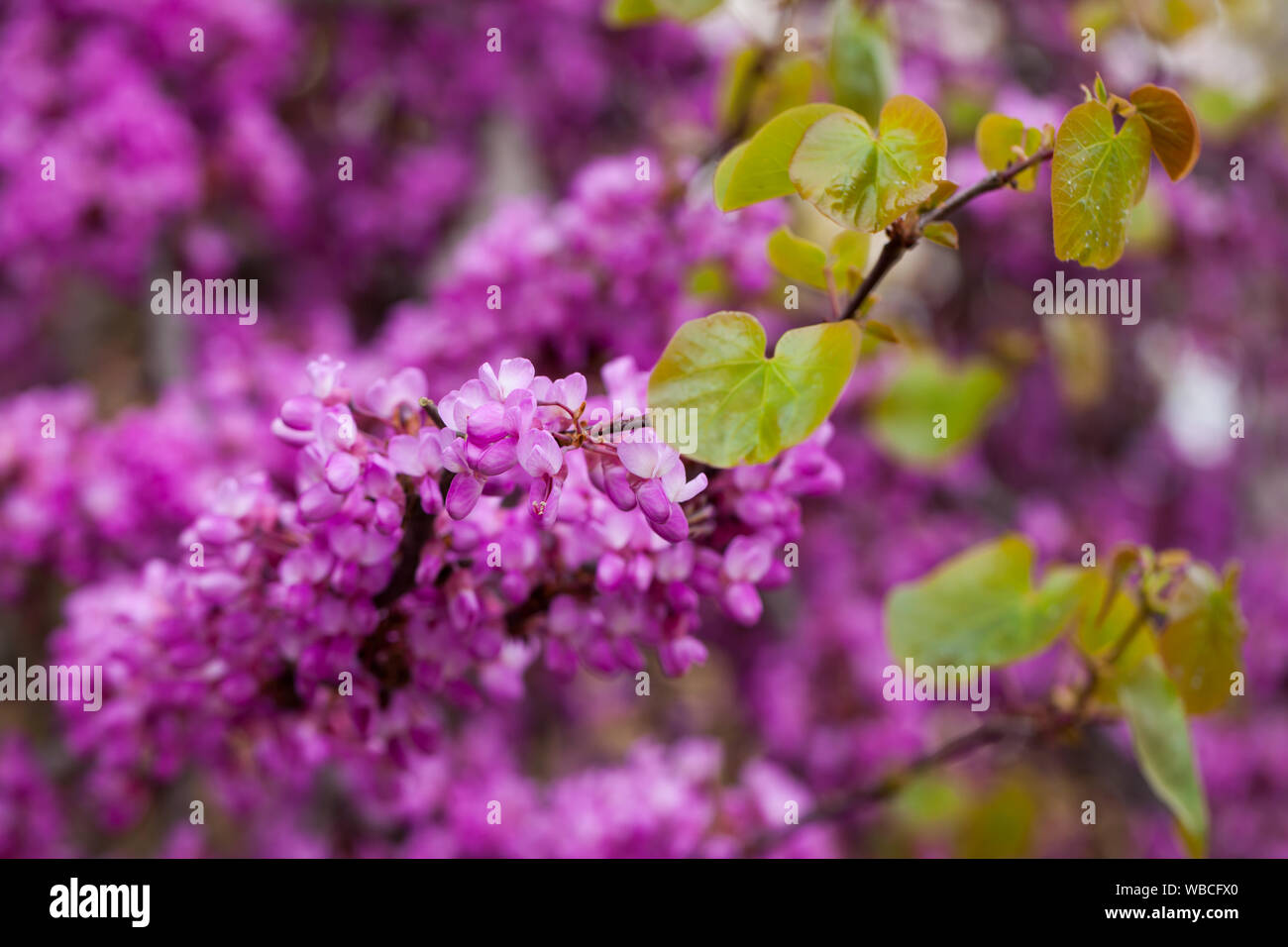 Flowering Judas tree (Cercis siliquastrum) in sunny spring day Stock ...