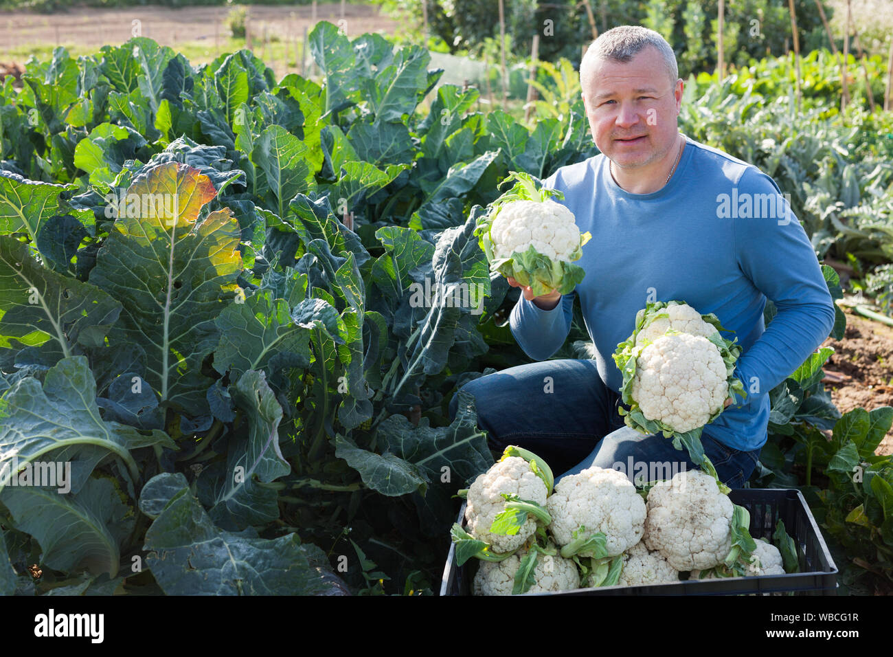Mature cauliflower hi-res stock photography and images - Alamy