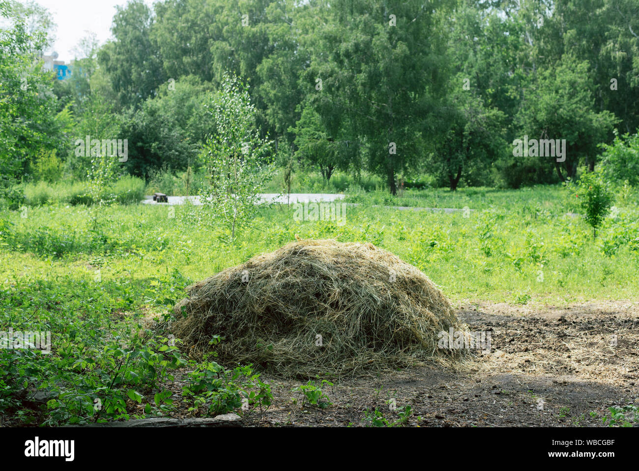 Stack of mowed grass in the park. Garden cleaning Stock Photo - Alamy