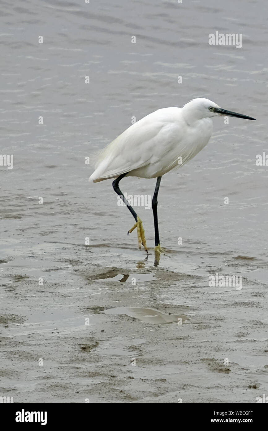 White long neck bird with yellow beak hi-res stock photography and ...