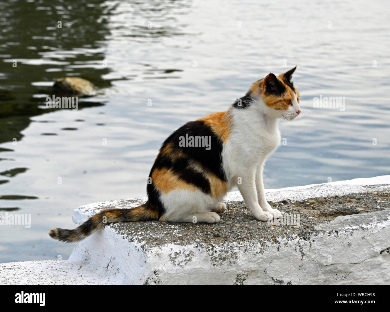 Cats of corfu hi-res stock photography and images - Alamy