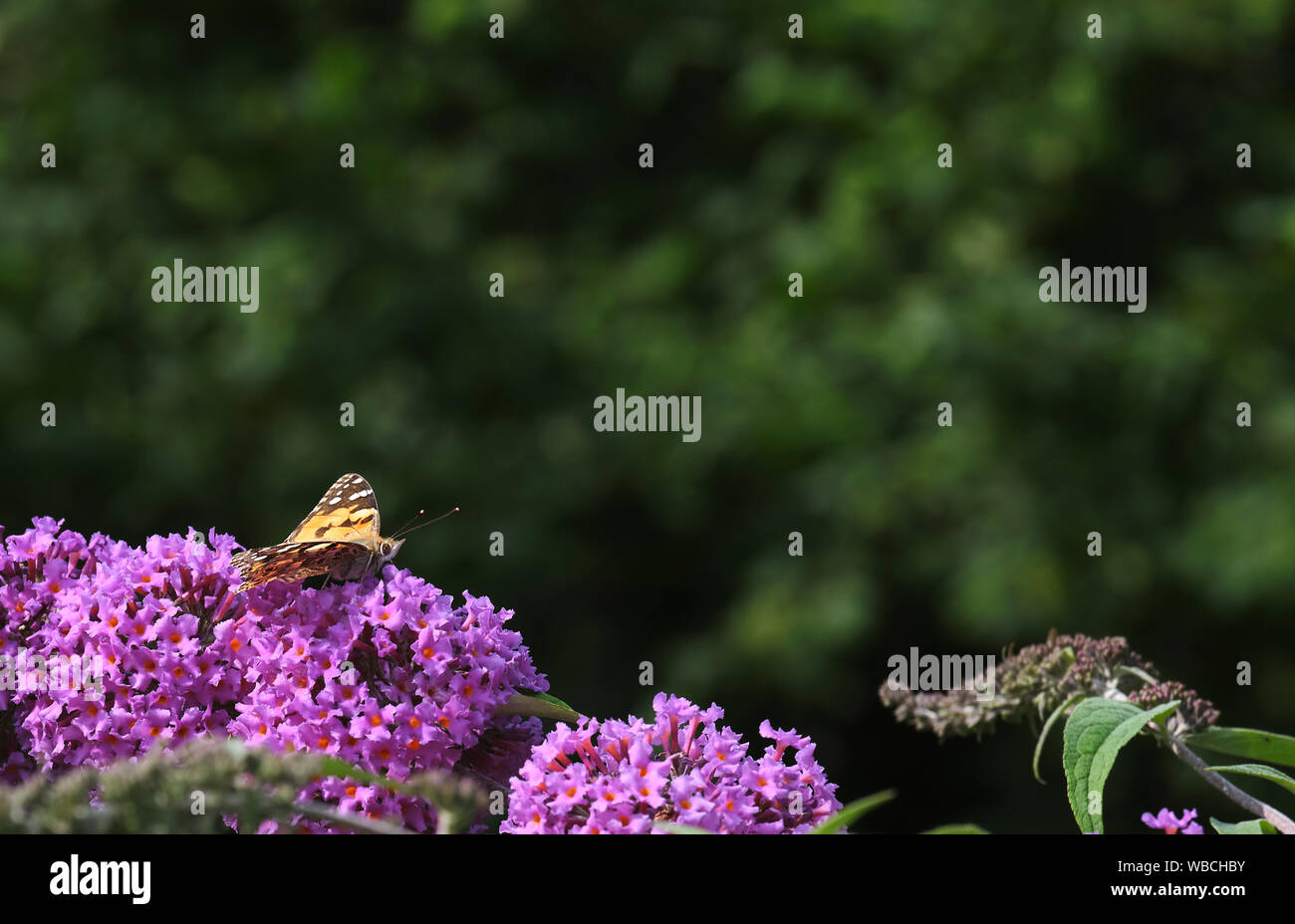 Butterflies of yorkshire hi-res stock photography and images - Alamy