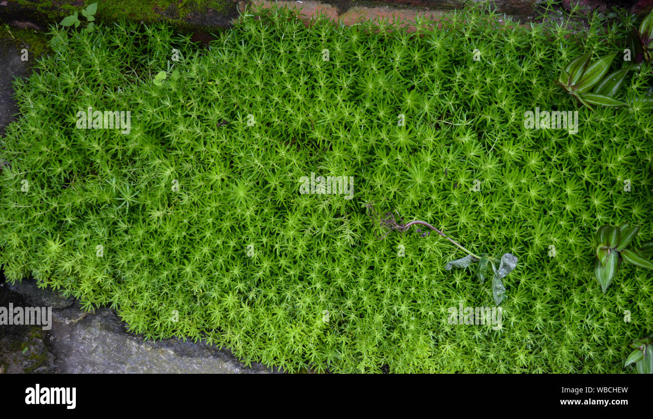 green carpet like moss Stock Photo - Alamy