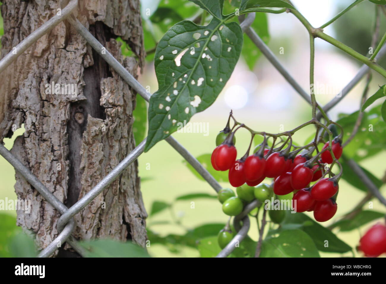 red berries with chain link fence Stock Photo - Alamy