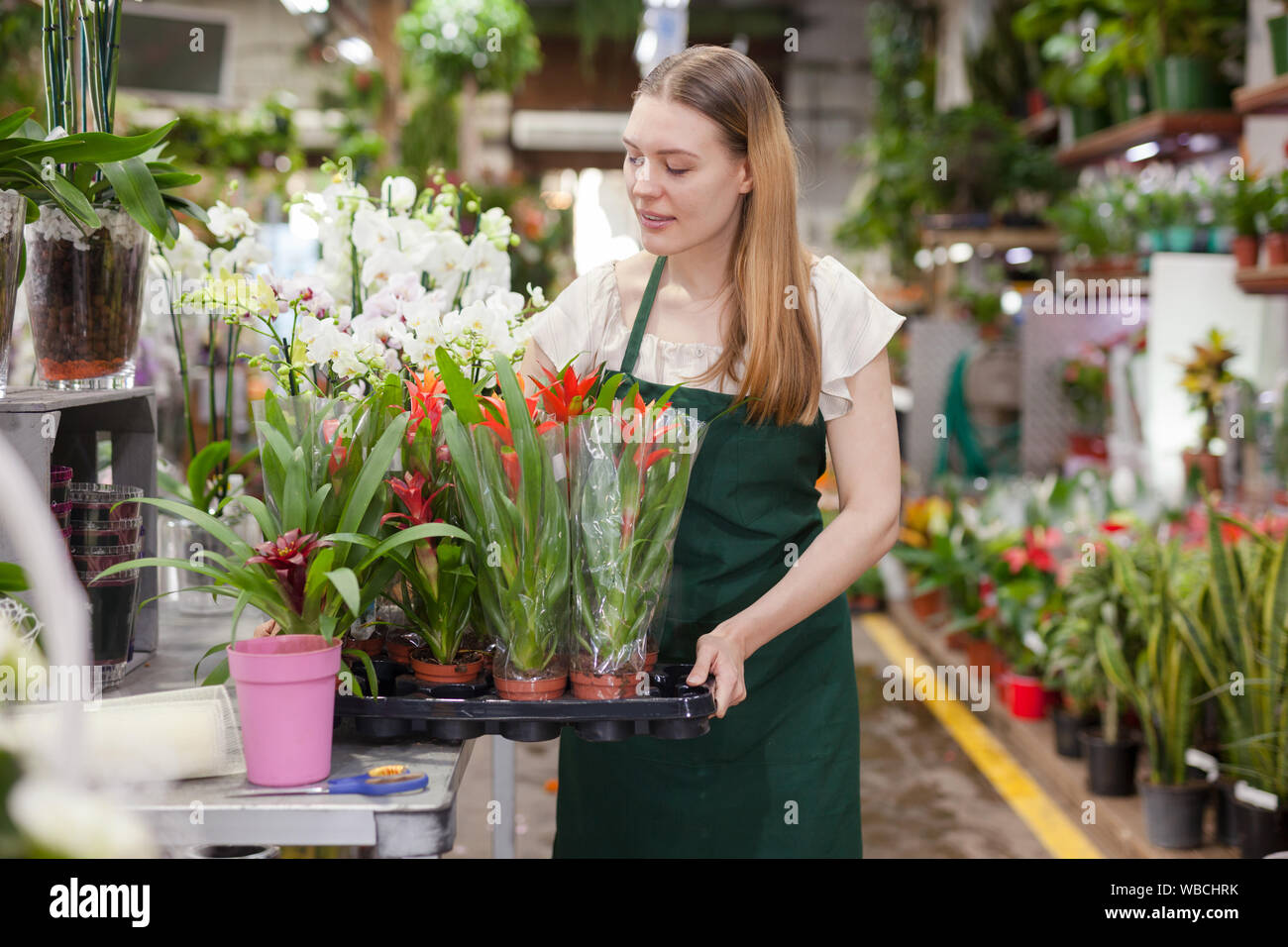 Flower shop seller holding bromeliad pots Stock Photo - Alamy