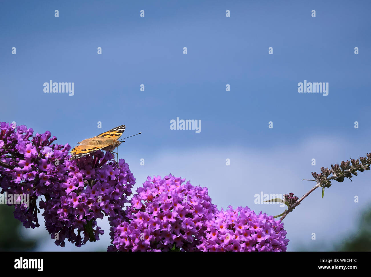 North yorkshire butterflies hi-res stock photography and images - Alamy