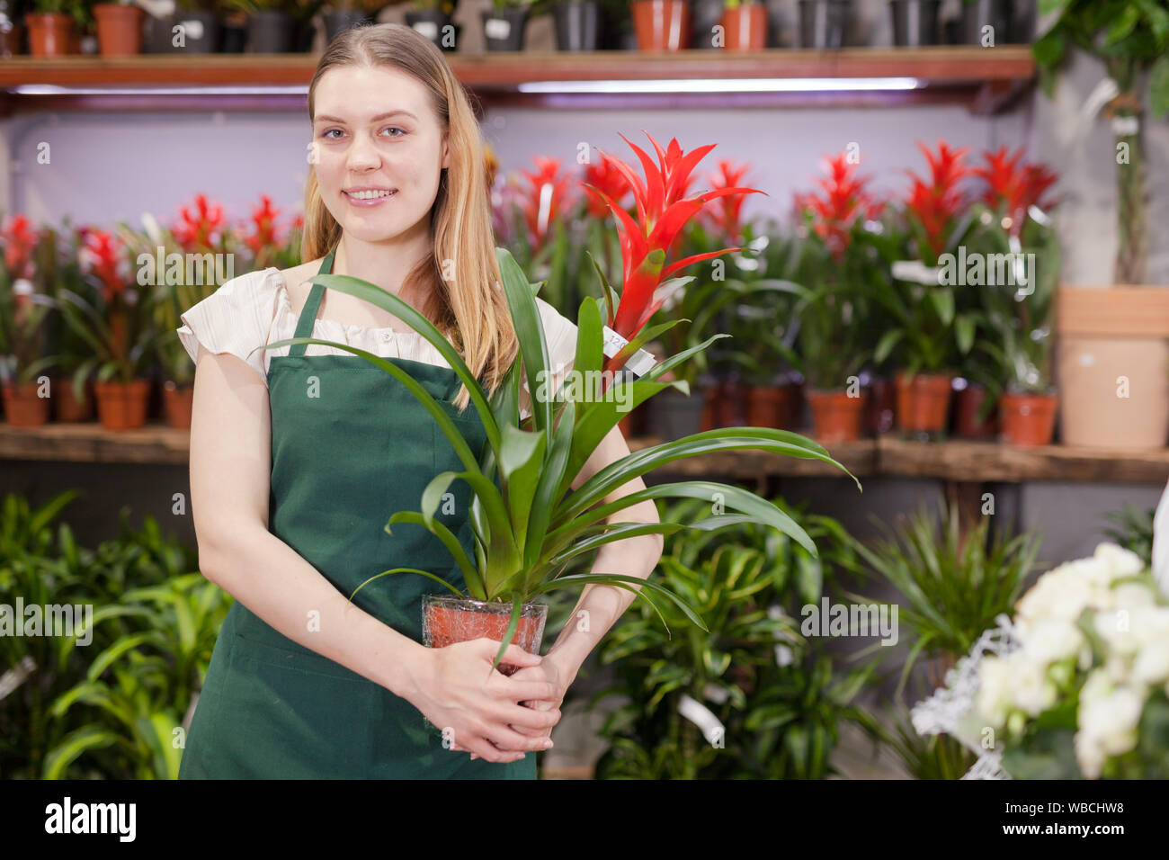 Friendly female flower shop owner offering blooming potted plants for ...