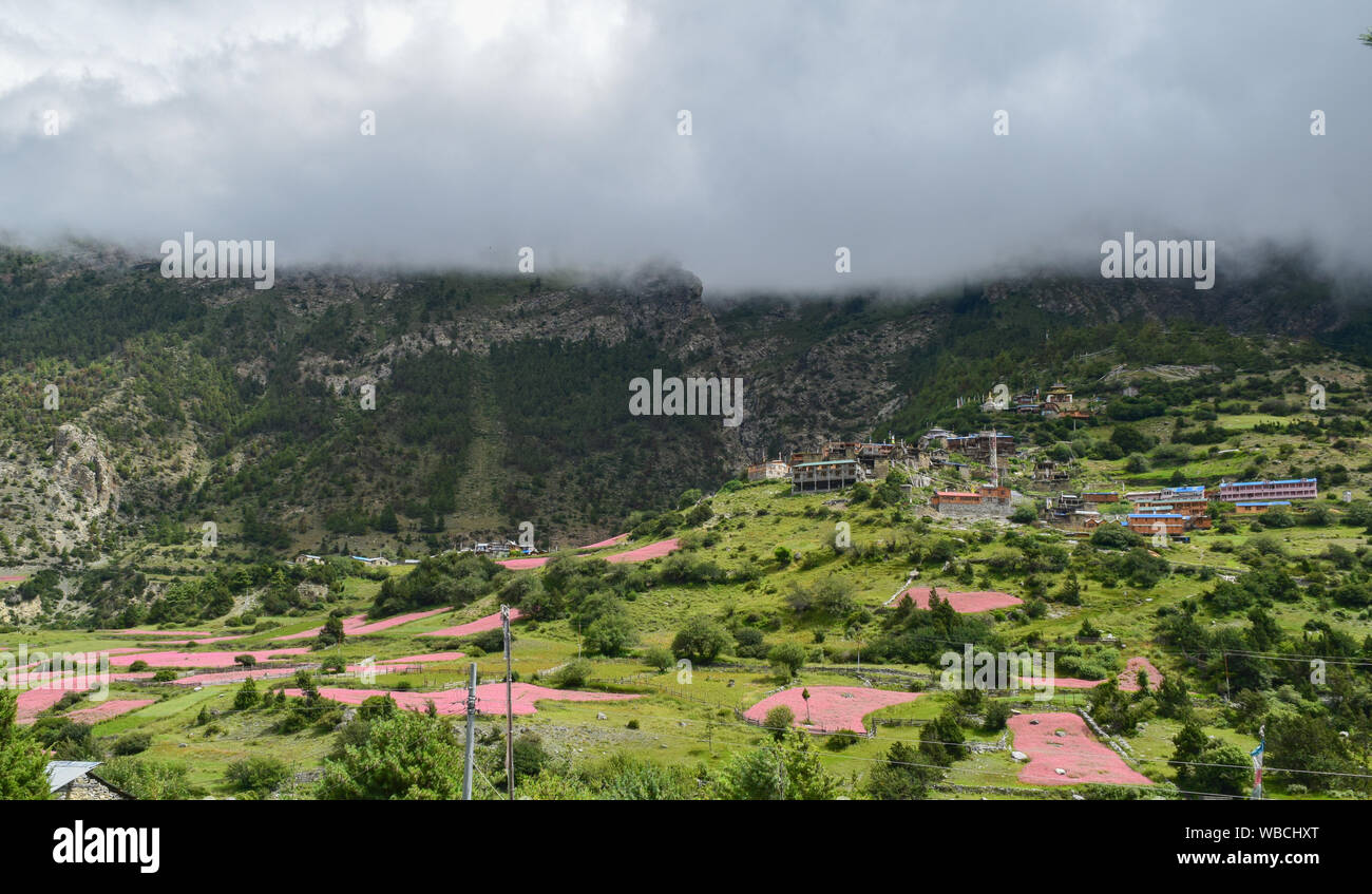 Rural settlement and colorful buckwheat plantation on farmland Stock ...