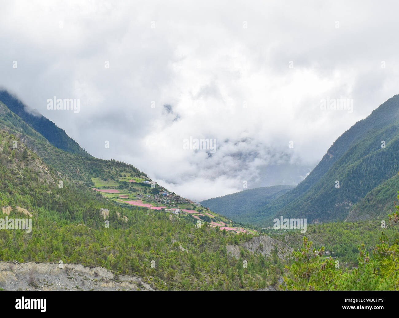 Rural settlement and colorful buckwheat plantation on farmland Stock ...