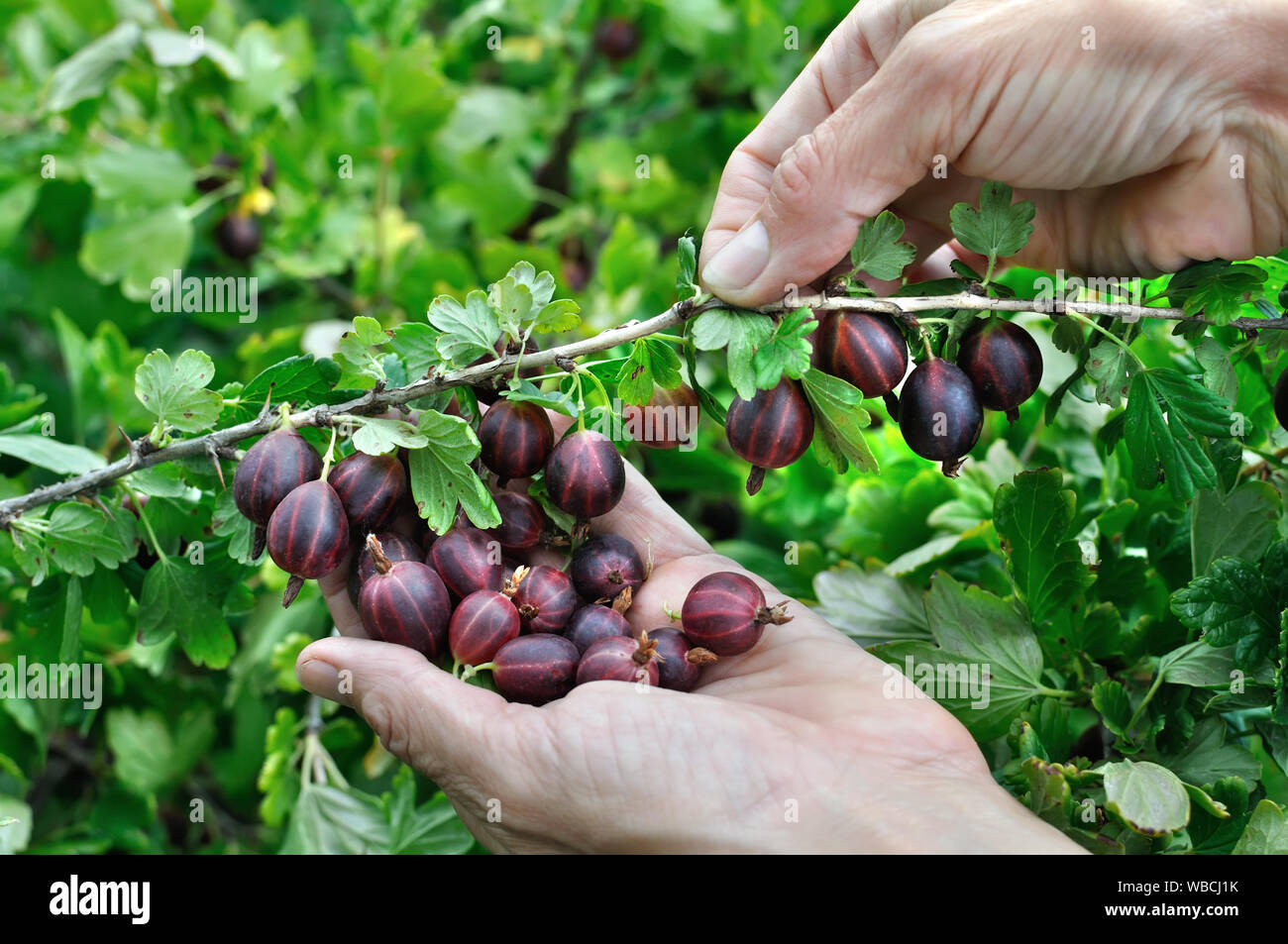 gardener's hands picking ripe gooseberries in the garden Stock Photo ...