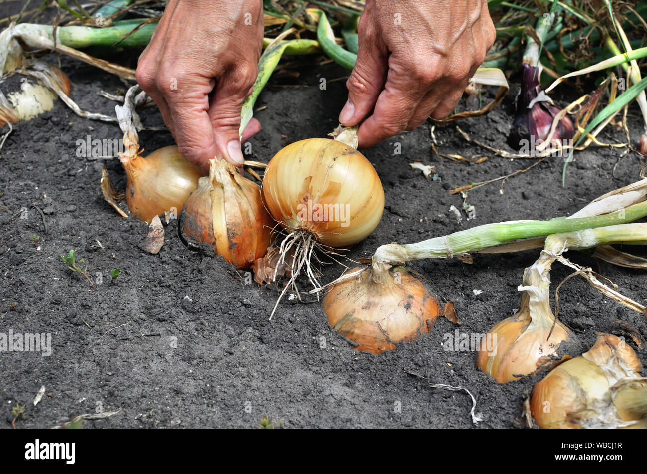 Onion harvesting hi-res stock photography and images - Alamy