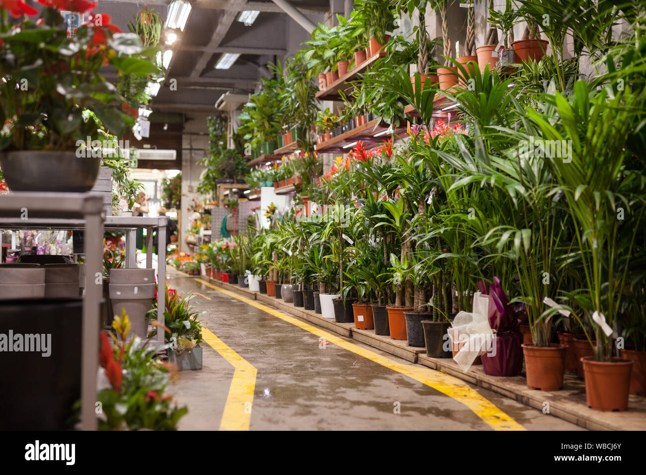 Pots of flowers are on shelf in a large flower shop Stock Photo - Alamy