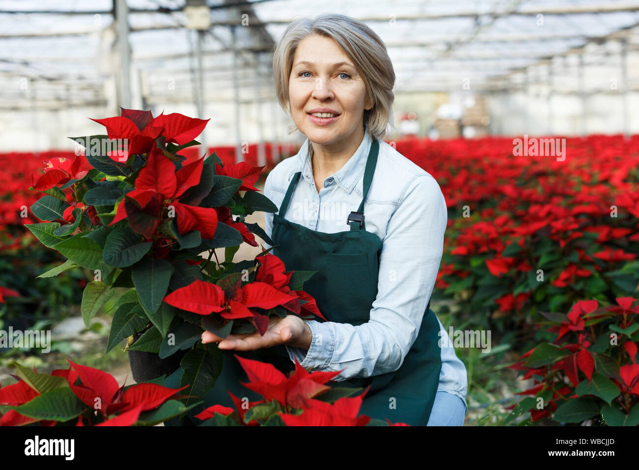 Happy middle-aged female standing with flowering Poinsettias in her ...