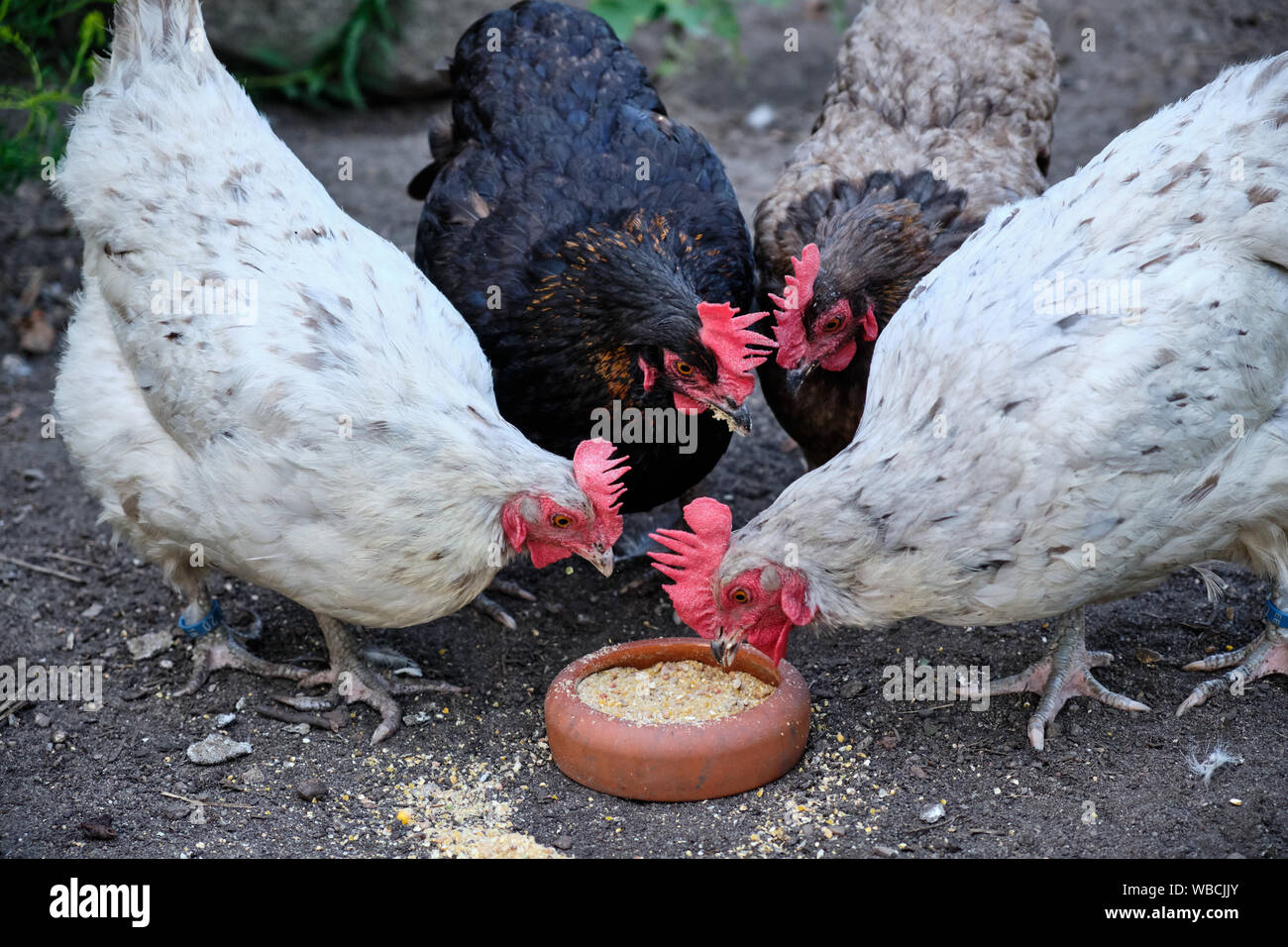 Chicken pecking hi-res stock photography and images - Alamy