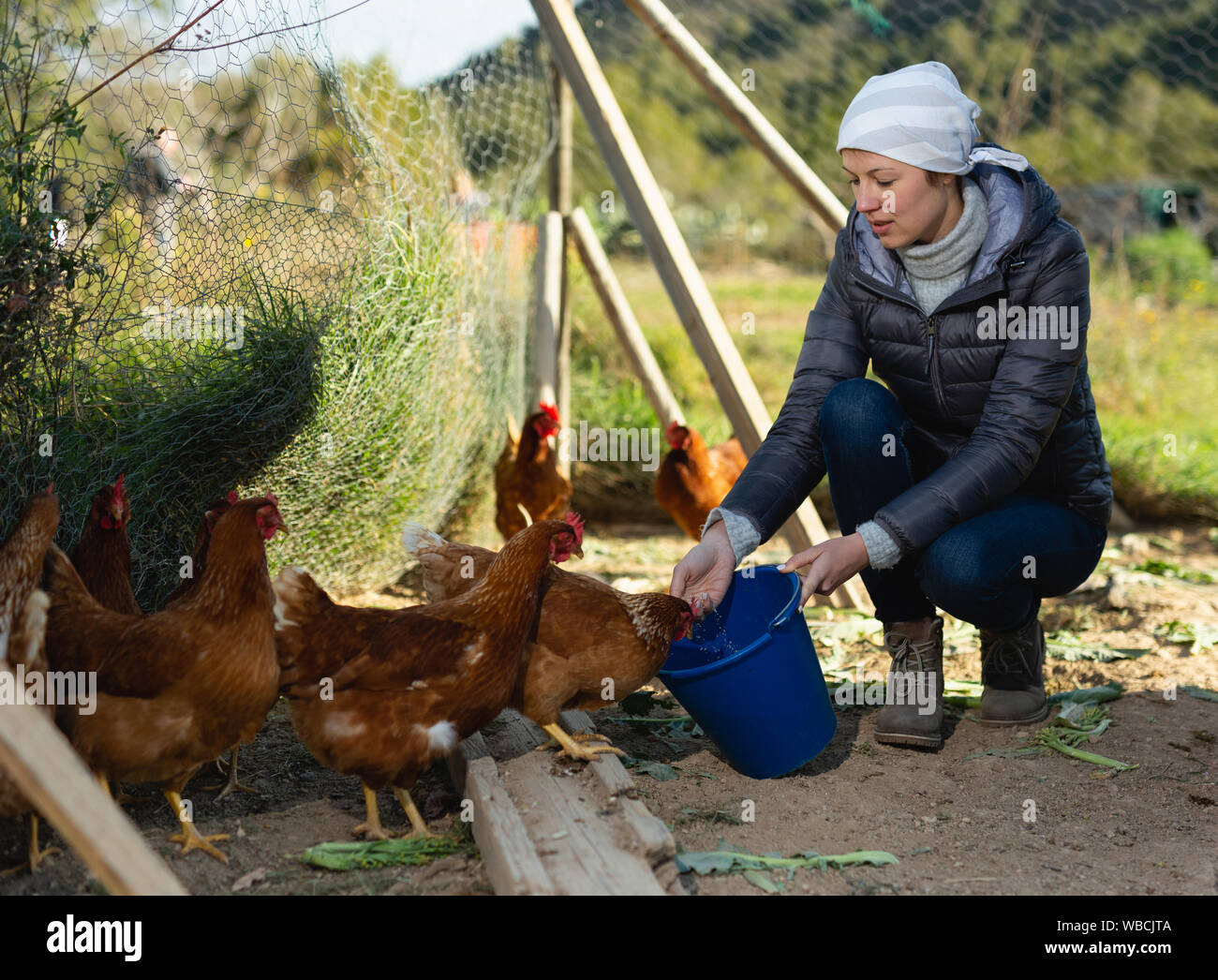 Cheerful young woman feeding domestic hens in poultry aviary in her ...