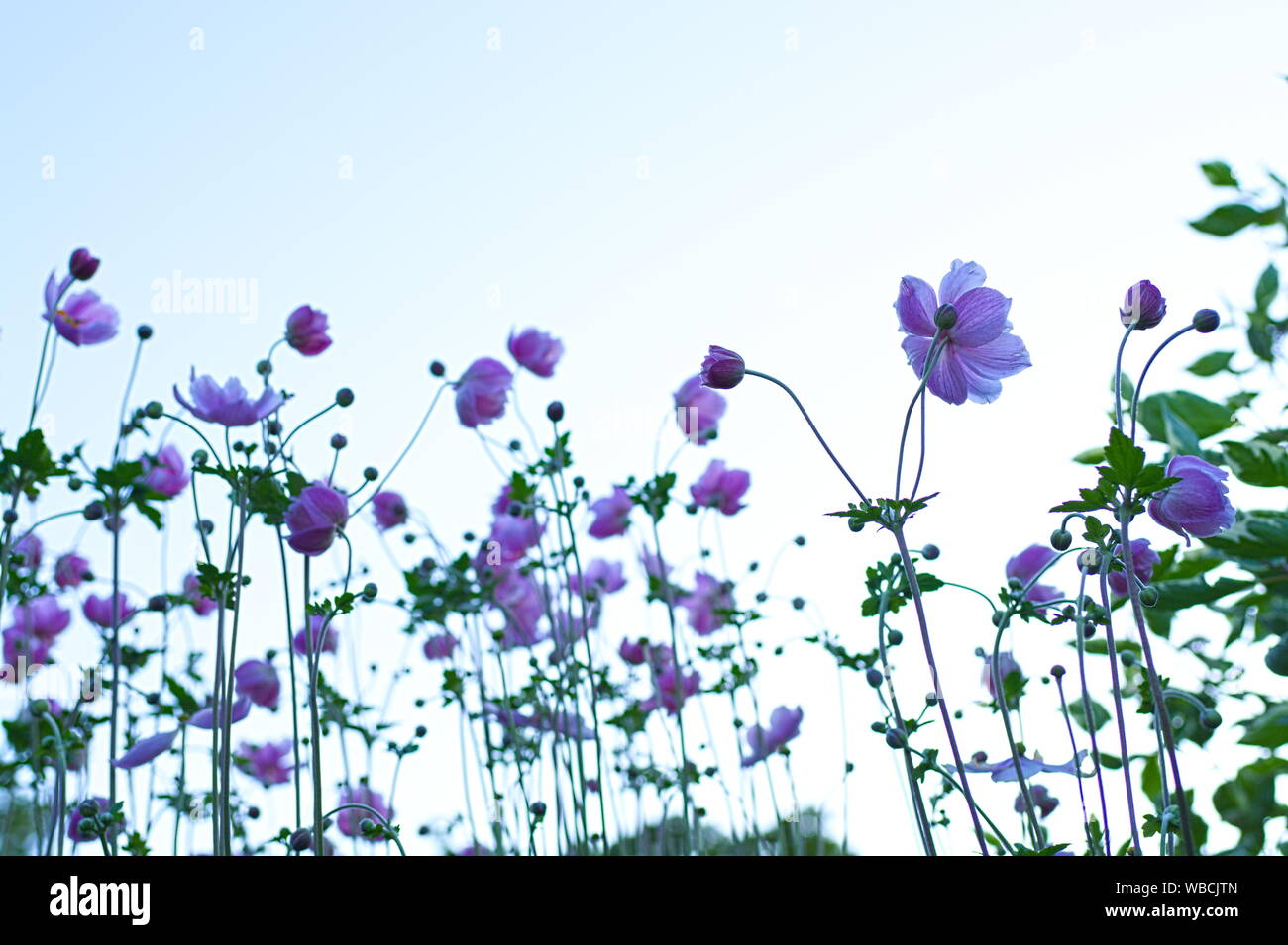 Navy blue flowers hi-res stock photography and images - Alamy