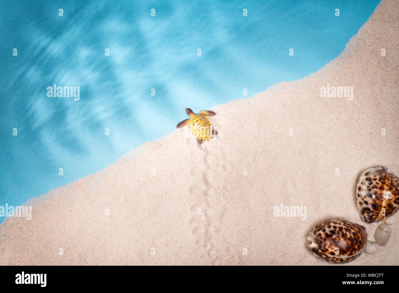 Seascape seashells sand, holiday postcard. Sea animals. Place for text ...