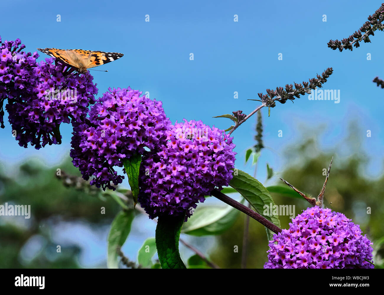 North yorkshire butterflies hi-res stock photography and images - Alamy