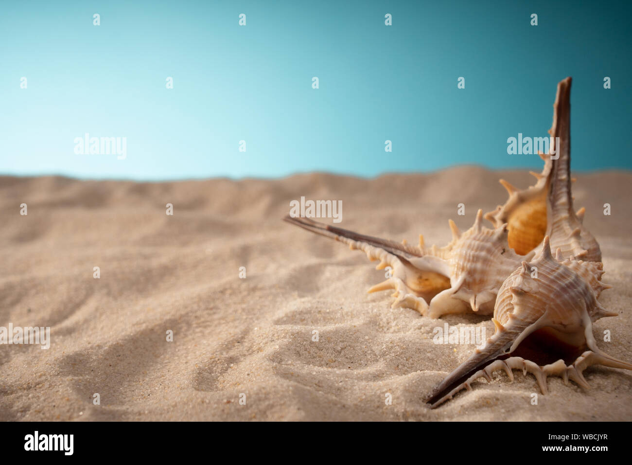 Seascape seashells sand, holiday postcard. Sea animals. Place for text ...