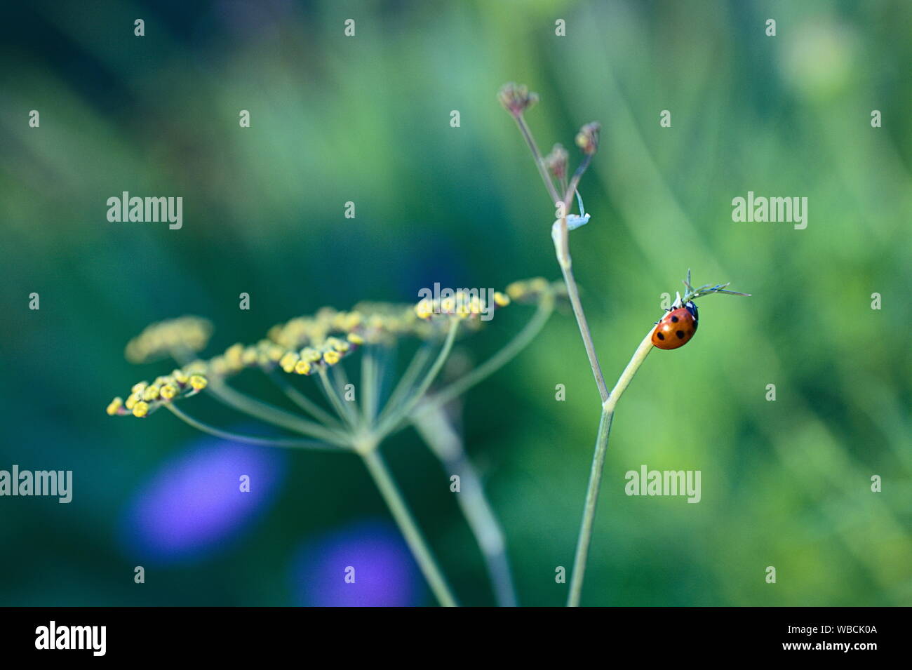 Macro Photography of nature. Ladybird Stock Photo - Alamy