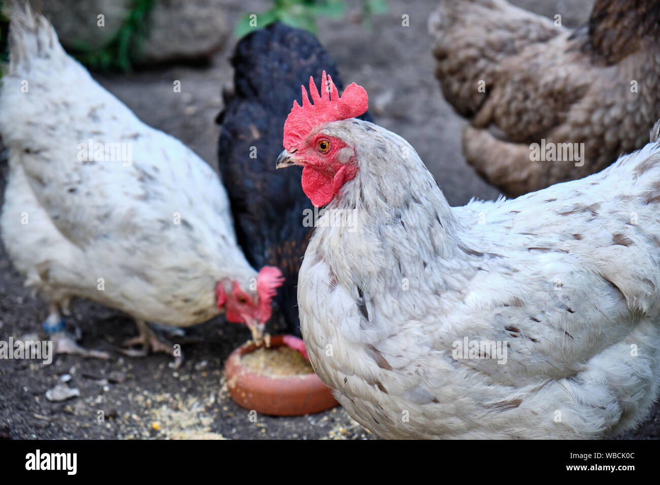 Multicolored chicken are pecking grains out of an earthenware dish on ...