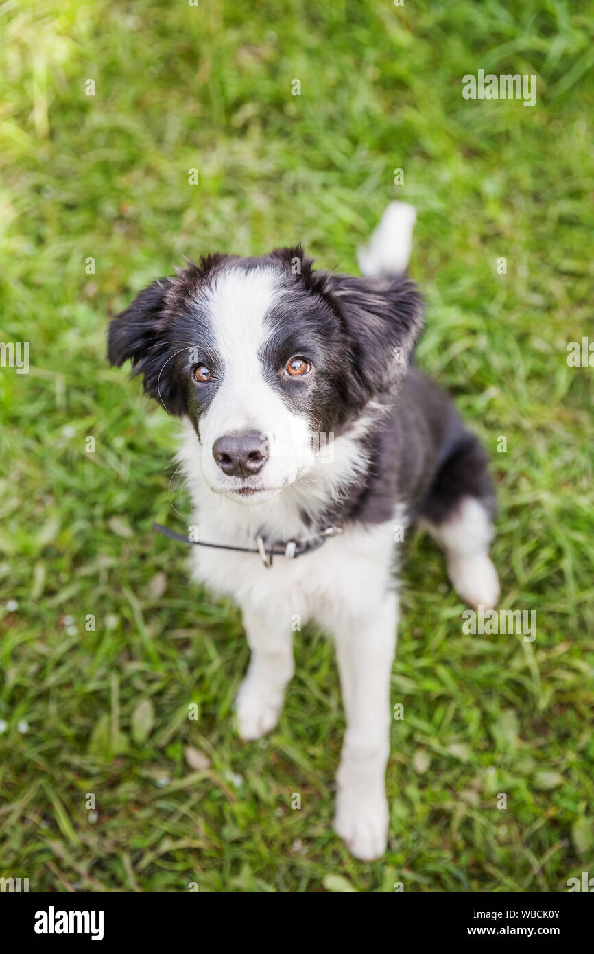 Funny outdoor portrait of cute smilling puppy border collie sitting on ...