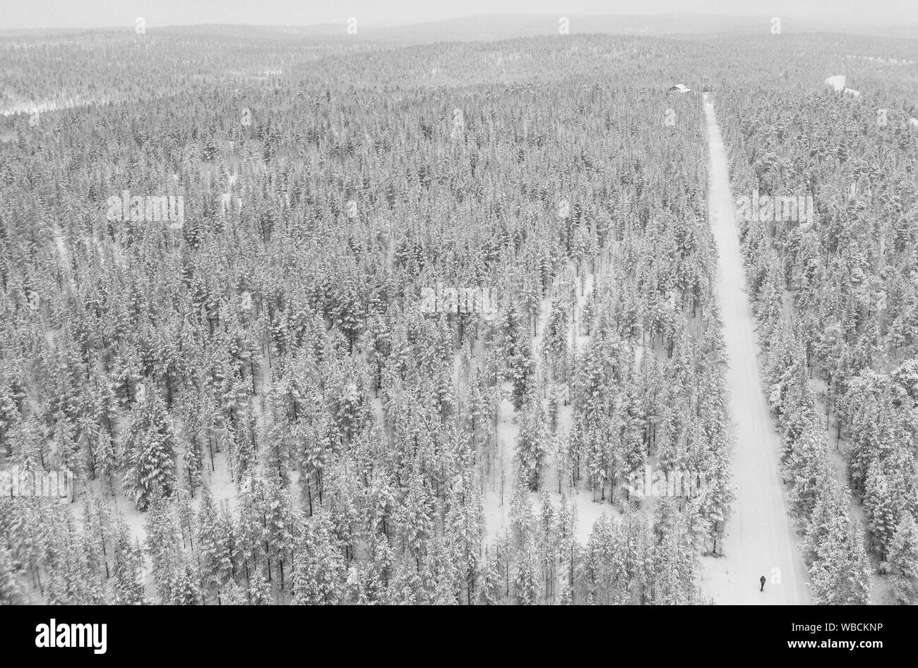 Panorama of trees hi-res stock photography and images - Alamy