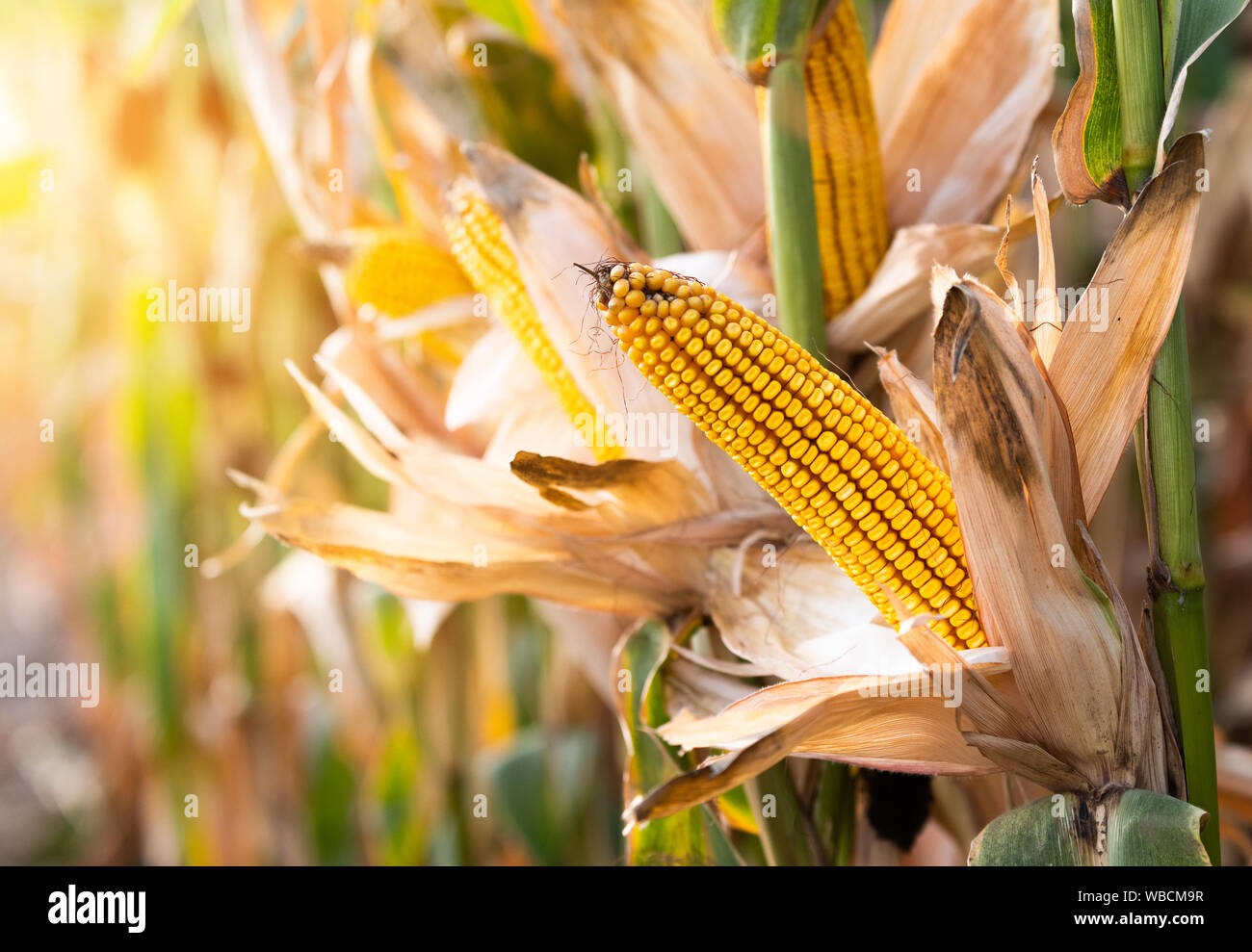 Ripe corn on the cob in a field ready for harvest Stock Photo - Alamy