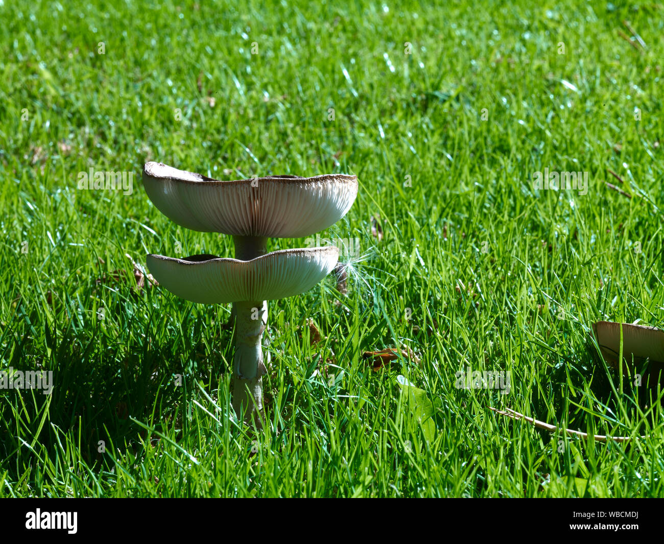 Toadstools in grass hi-res stock photography and images - Alamy
