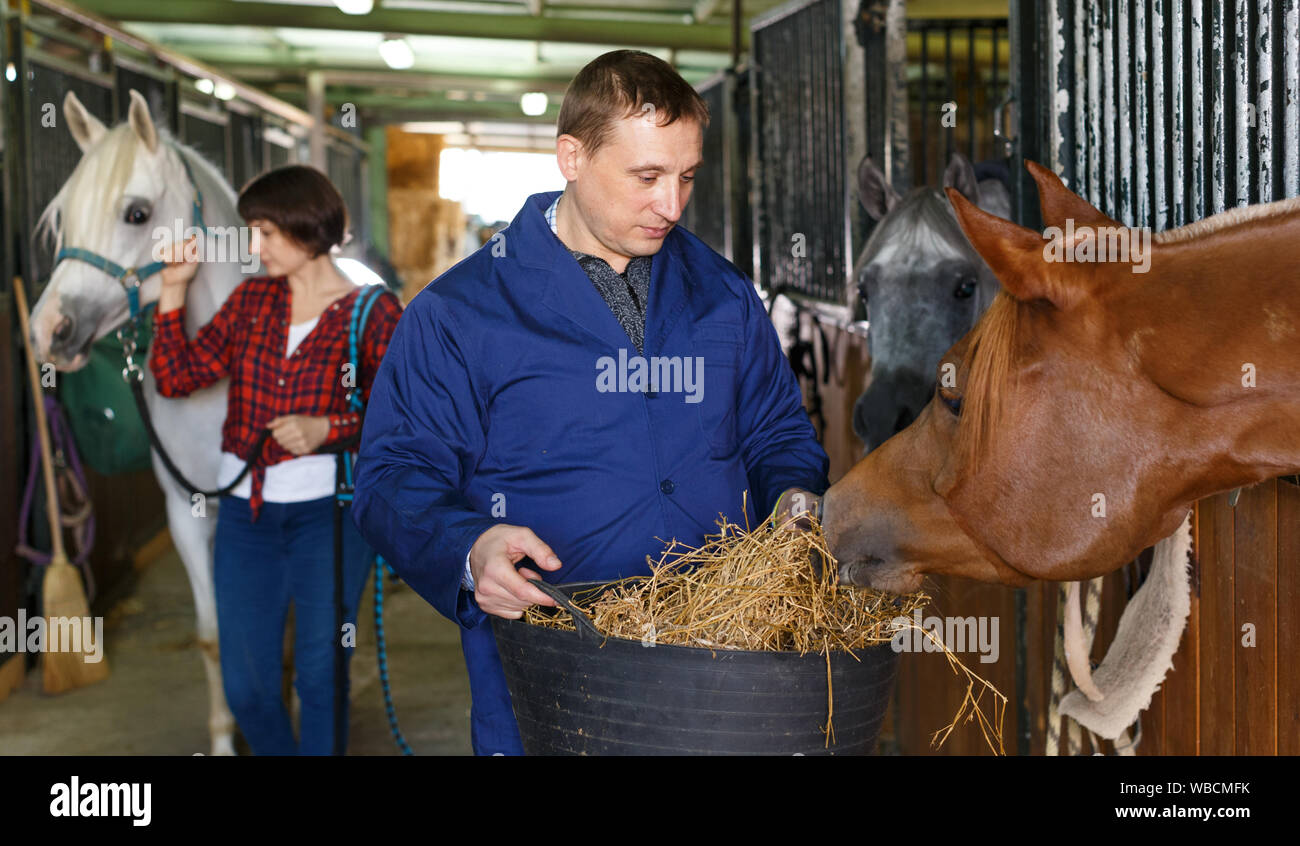 Male farm worker feeding horse with hay at stable Stock Photo - Alamy