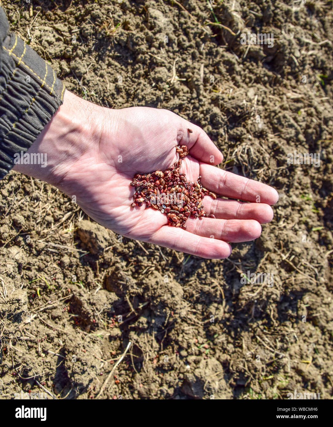 Sowing of maize out of hand. Manual planting of corn in the garden ...