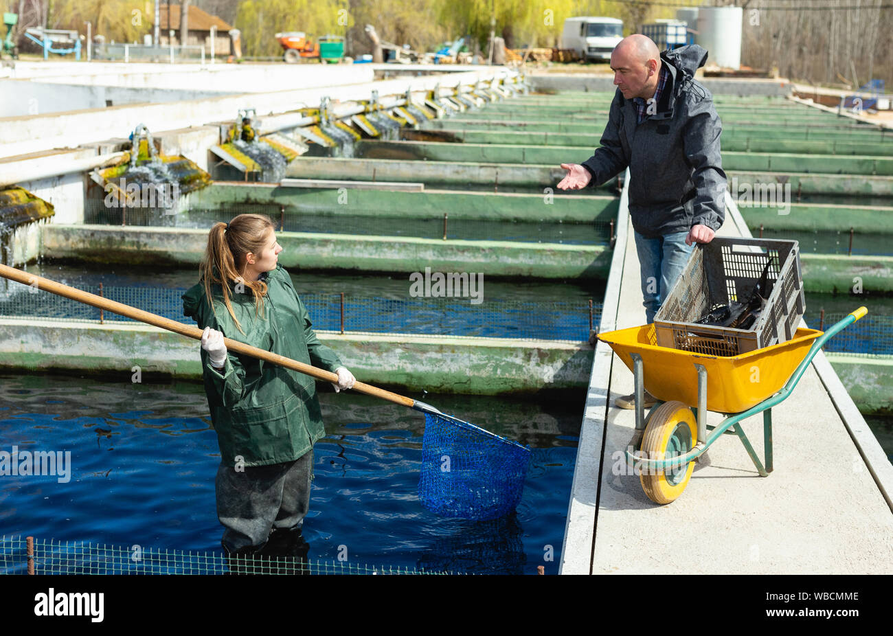 Male owner of trout farm with female assistant catching fish from ...