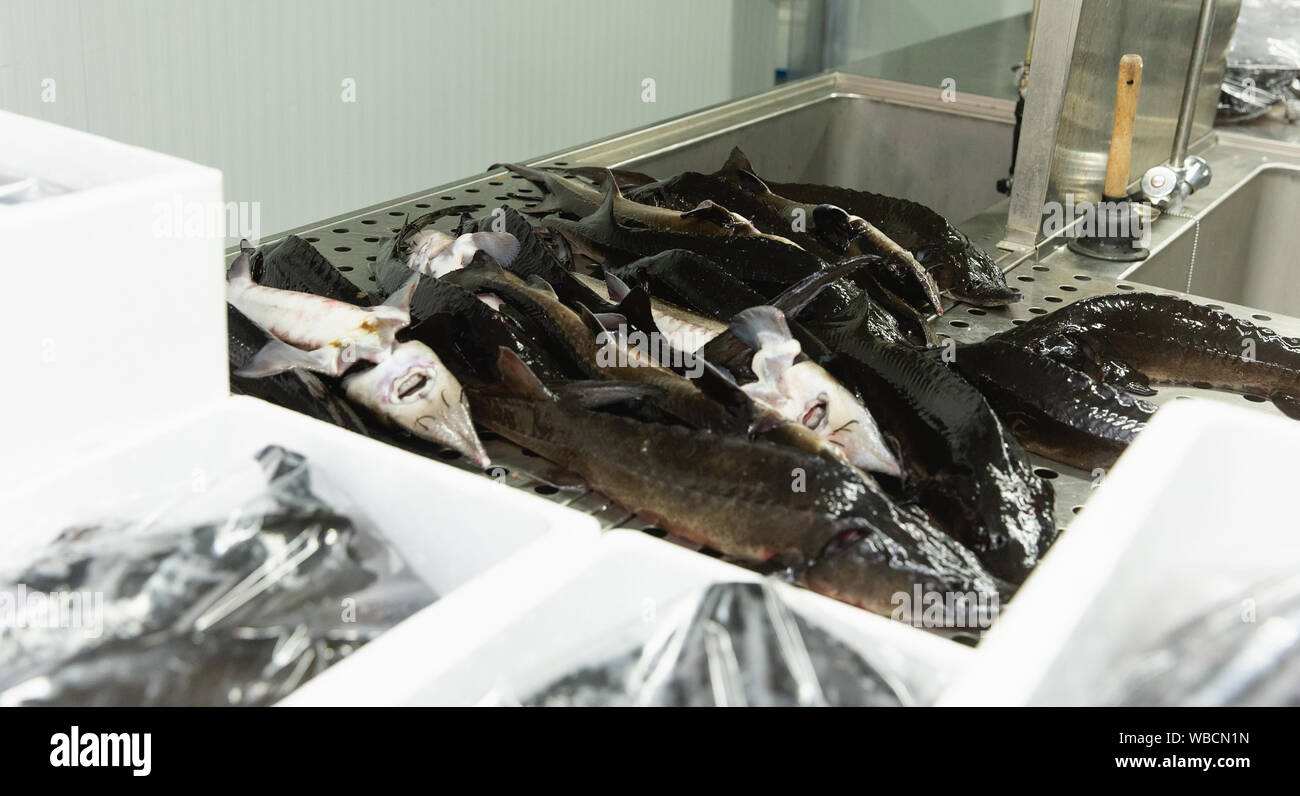 Fish sorting room hi-res stock photography and images - Alamy
