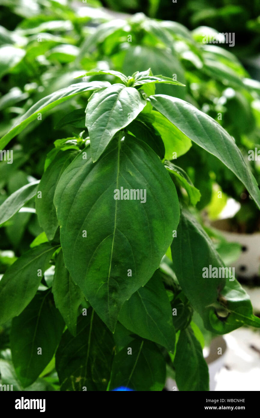FRESH BASIL LEAVES ON GROWING PLANT Stock Photo - Alamy