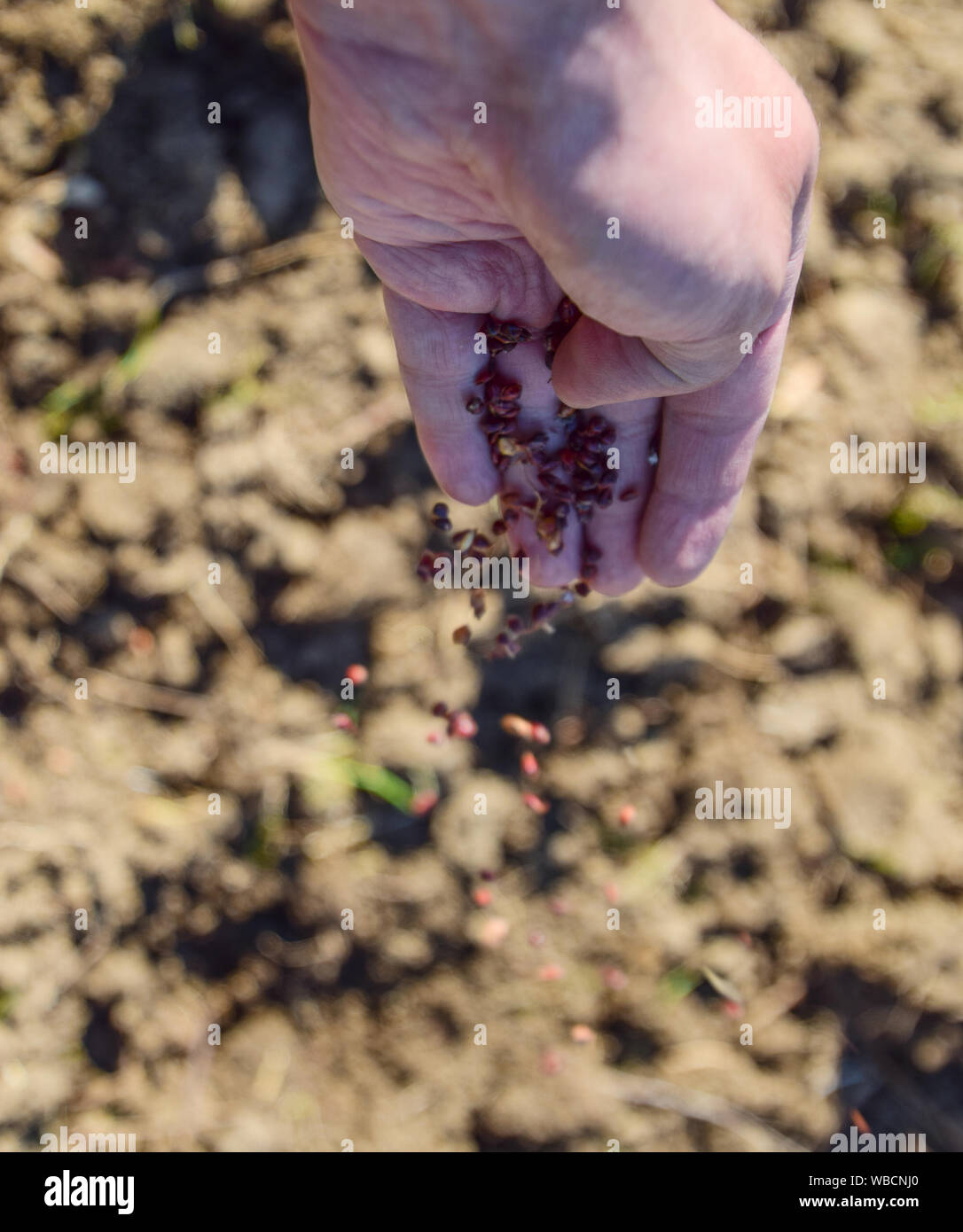 Sowing of maize out of hand. Manual planting of corn in the garden ...