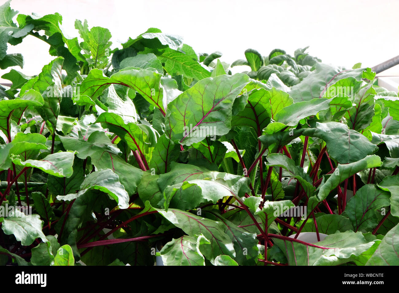 Green healthy eating hi-res stock photography and images - Alamy