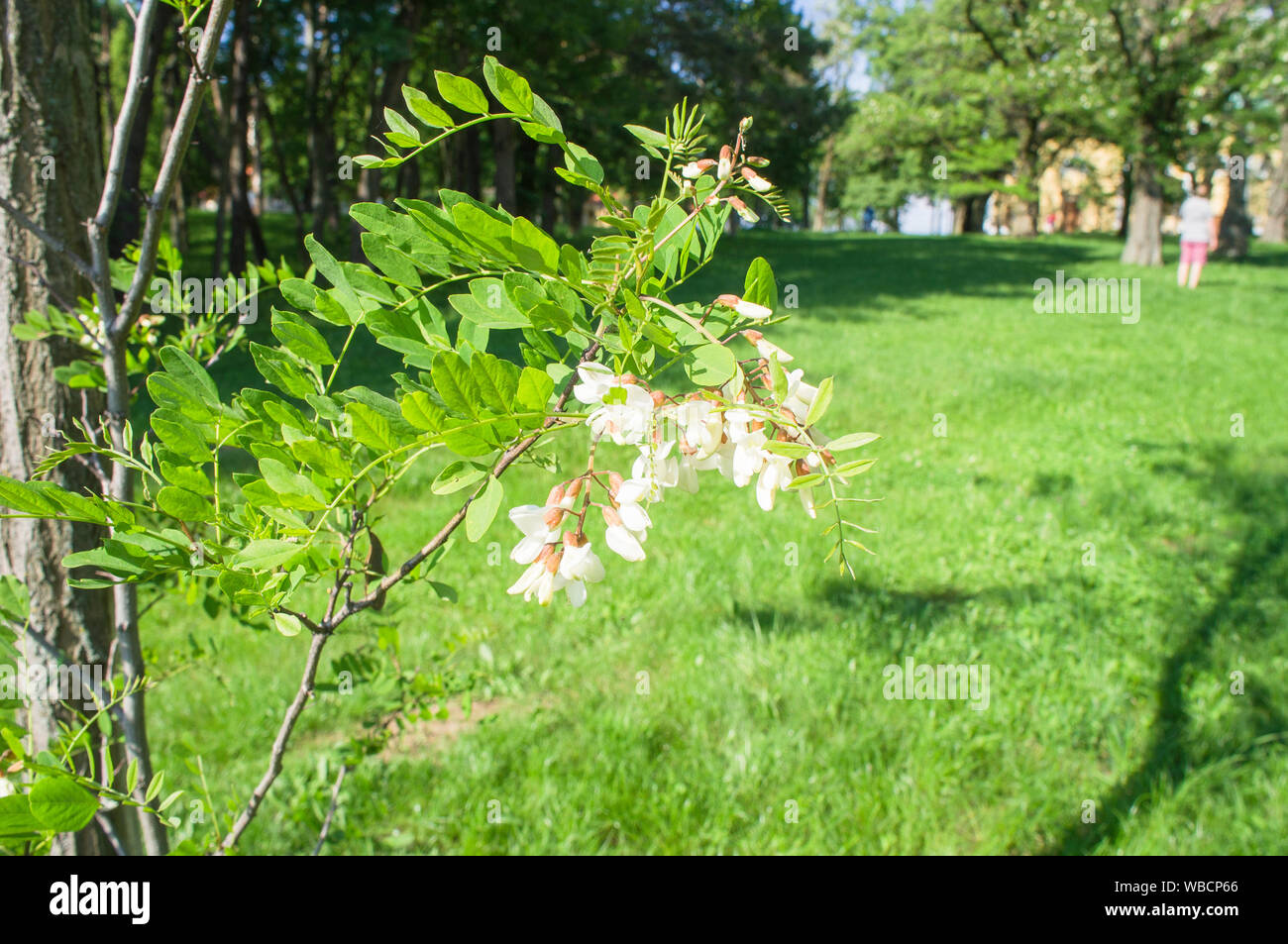 An invasive woody species Black Locust, Robinia pseudoacacia, growing ...