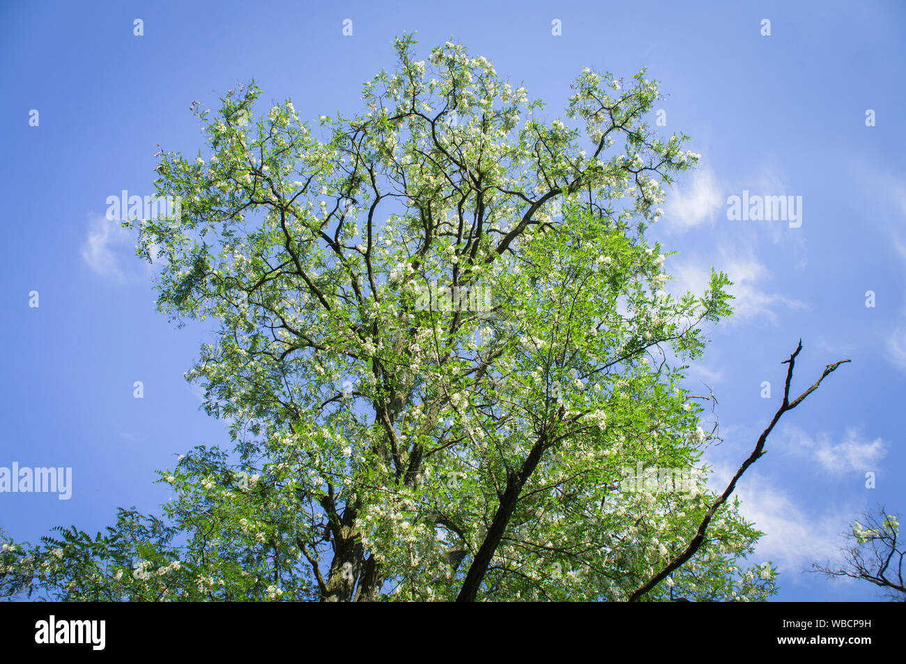 An invasive woody species Black Locust, Robinia pseudoacacia, growing ...
